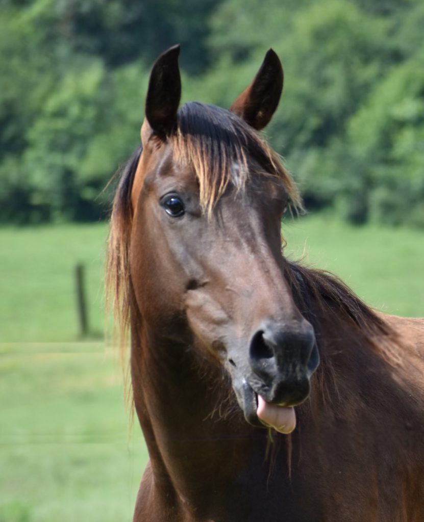 Yellowleaf Creek Stables & Farm - Yellowleaf Creek Stables and Farm